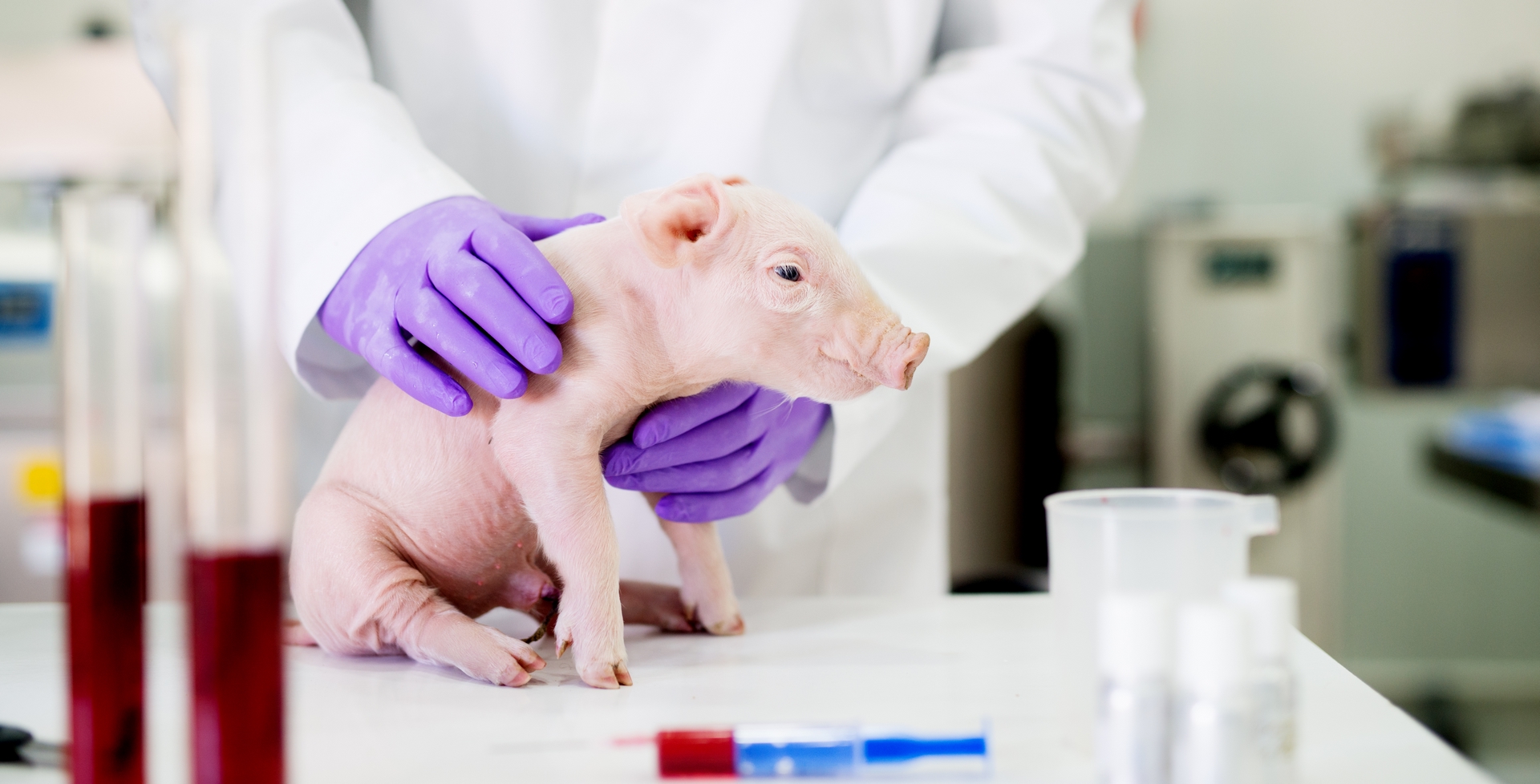 Alternatives to Antibiotics in Pig Farming - AVANT Project Horizon 2020